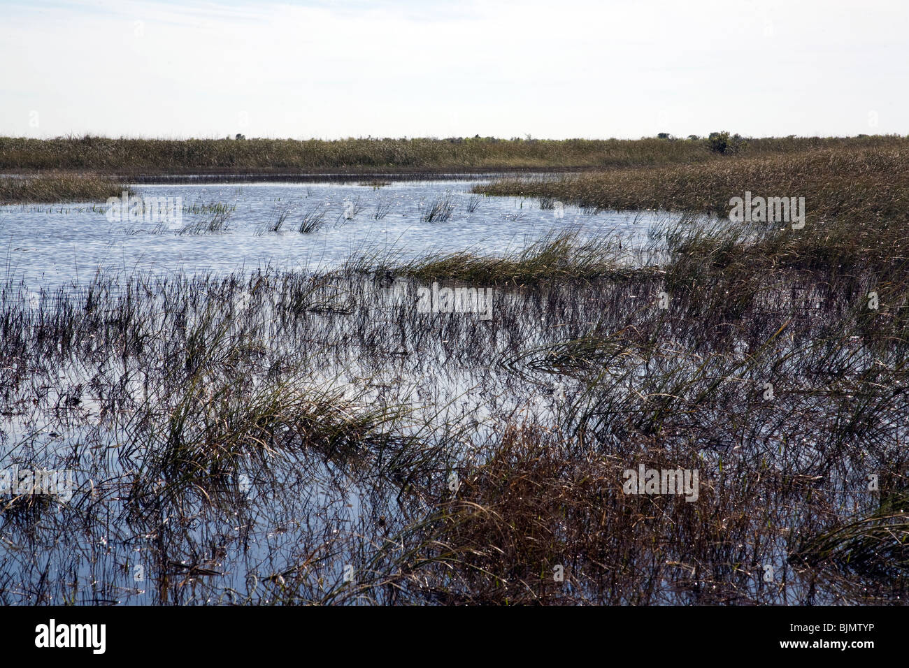 Sumpf sawgras -Fotos und -Bildmaterial in hoher Auflösung – Alamy