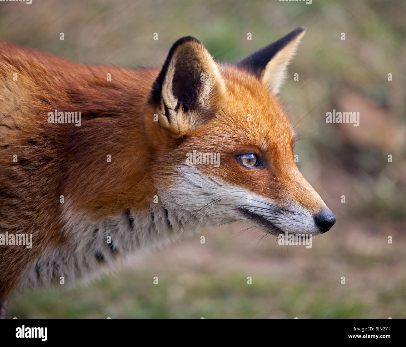 Red foxes -Fotos und -Bildmaterial in hoher Auflösung – Alamy