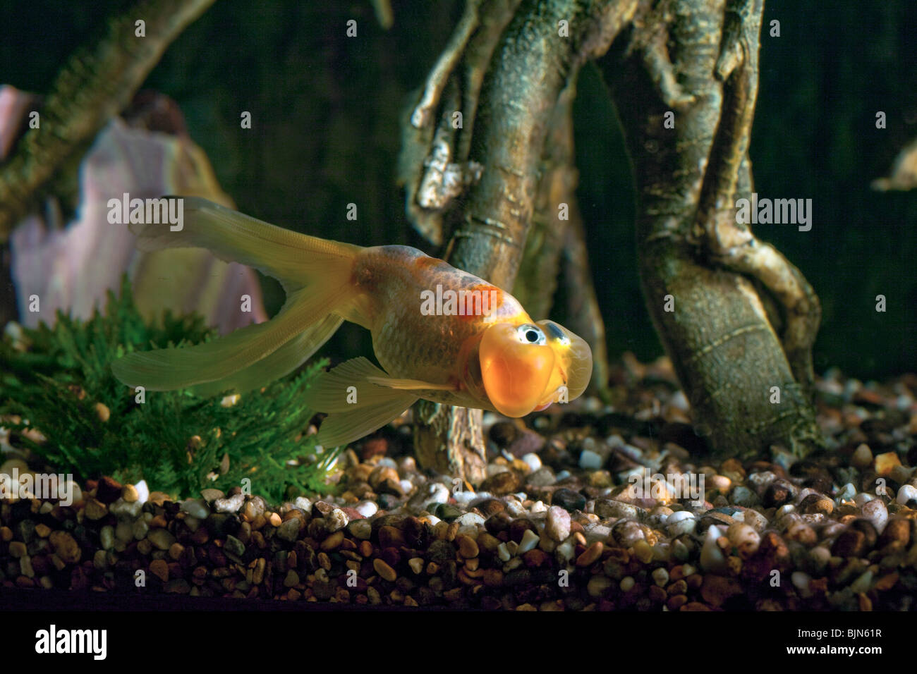 Goldfische Nicht Freilassen Stockfotos und -bilder Kaufen - Alamy