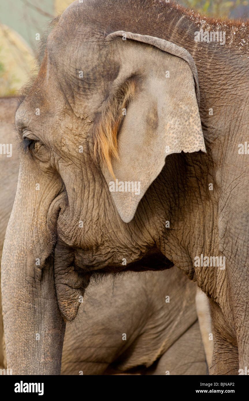 Side view indian elephant -Fotos und -Bildmaterial in hoher Auflösung ...