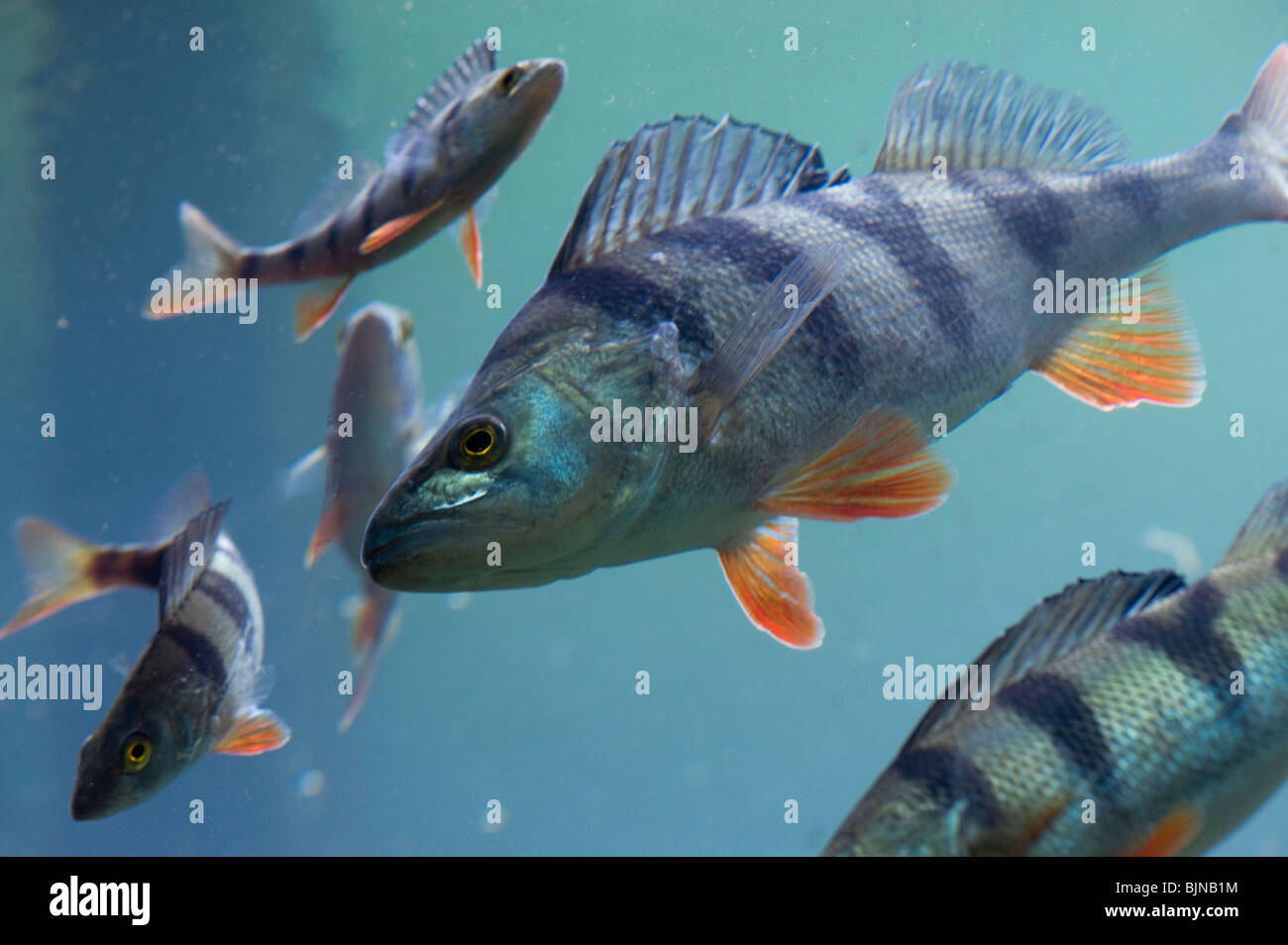 Perca fluviatilis -Fotos und -Bildmaterial in hoher Auflösung – Alamy