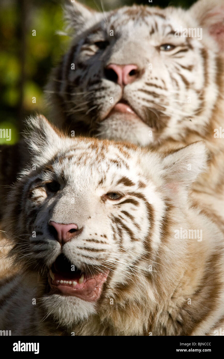Seltener Weißer Tiger Stockfotos & Seltener Weißer Tiger Bilder - Alamy