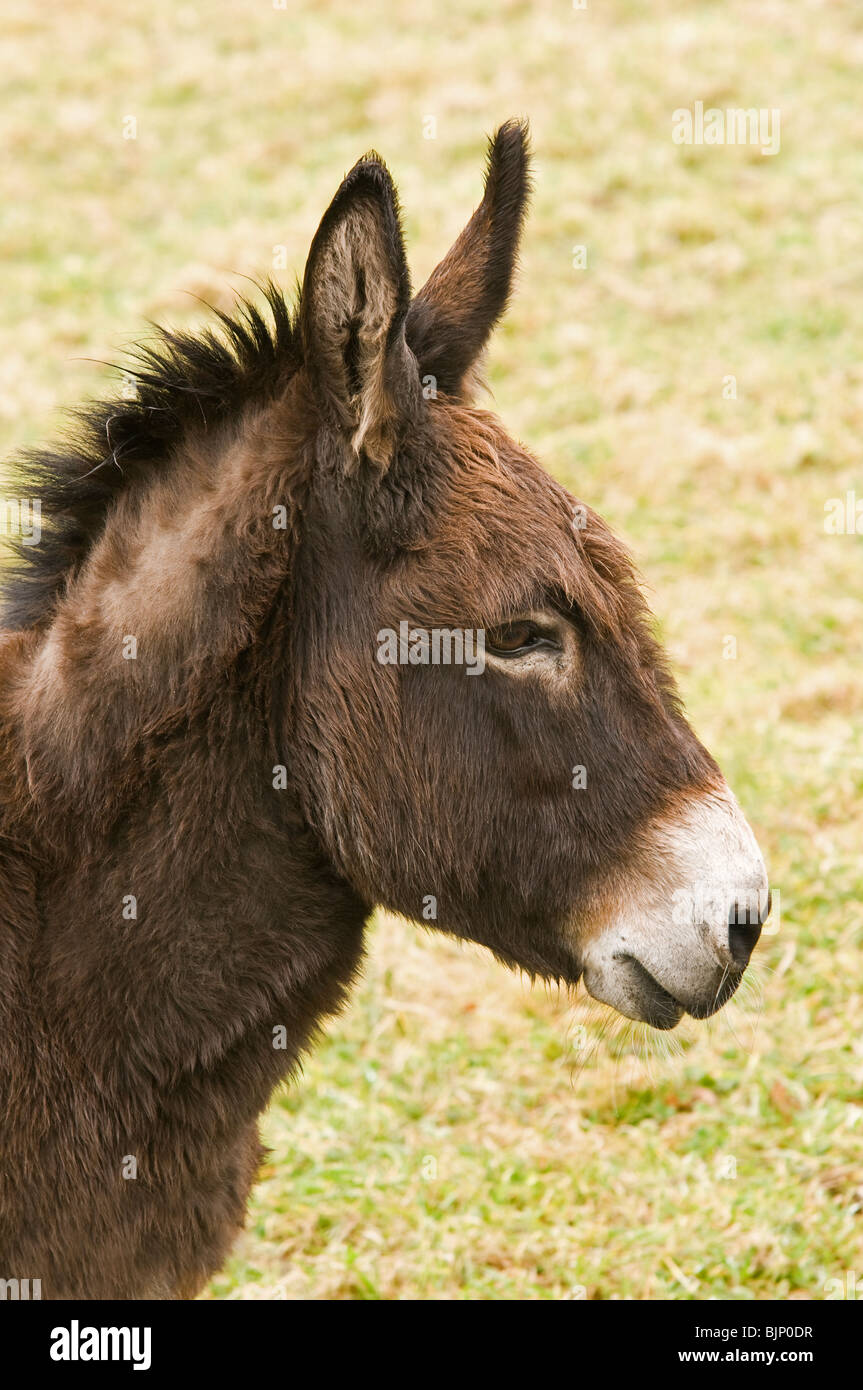 Nahaufnahme von einem Eselskopf im Hochformat Stockfotografie - Alamy