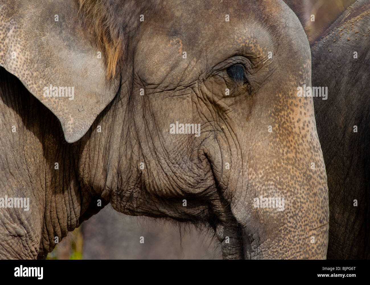 Side View Indian Elephant Stockfotos und -bilder Kaufen - Alamy