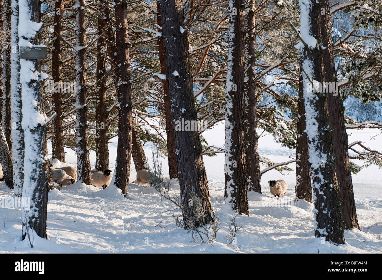 Schafe aus dem Schnee unter den Tannen in den schottischen Highlands ...