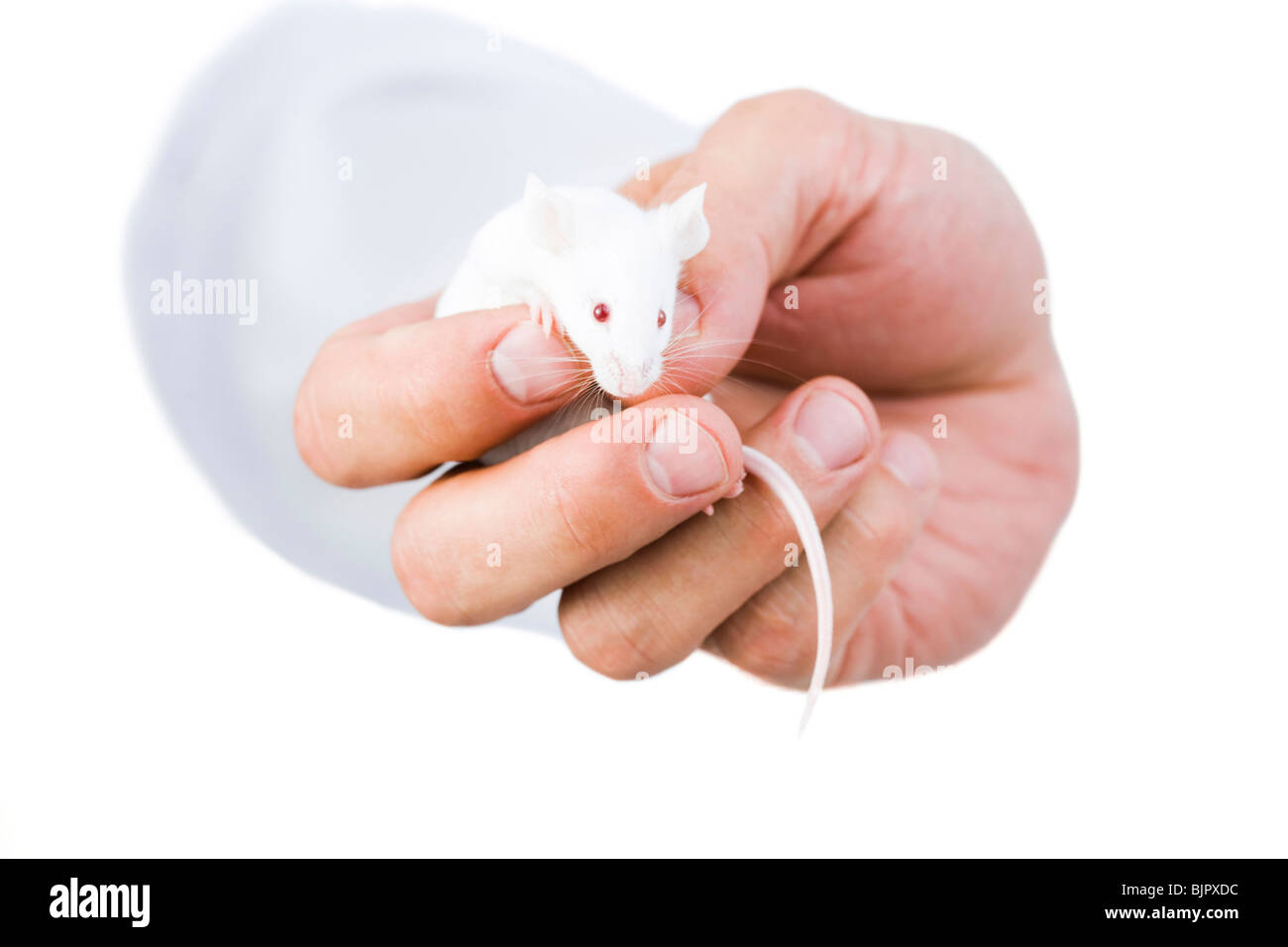 Mäuse halten Ausgeschnittene Stockfotos und -bilder - Alamy