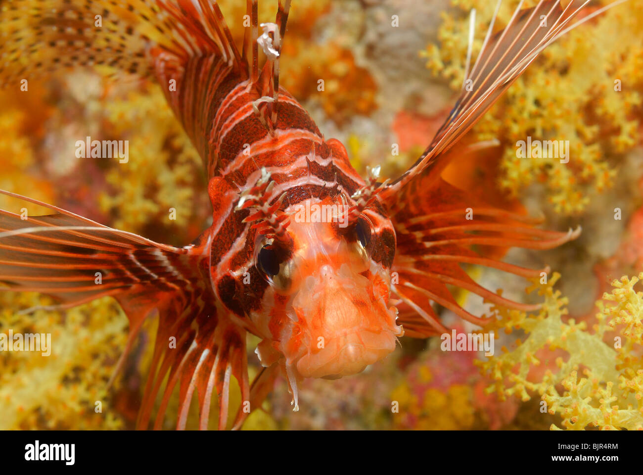 Feuerfische mit zackigen flossen -Fotos und -Bildmaterial in hoher ...