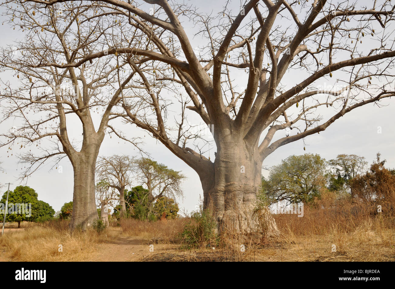 Tree gambia -Fotos und -Bildmaterial in hoher Auflösung – Alamy