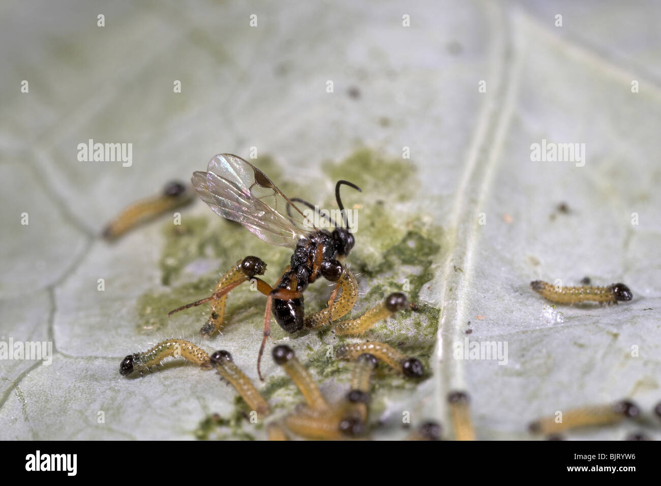 Schlupfwespe Apanteles Cotesia Glomerata Verlegung Eiern auf große ...
