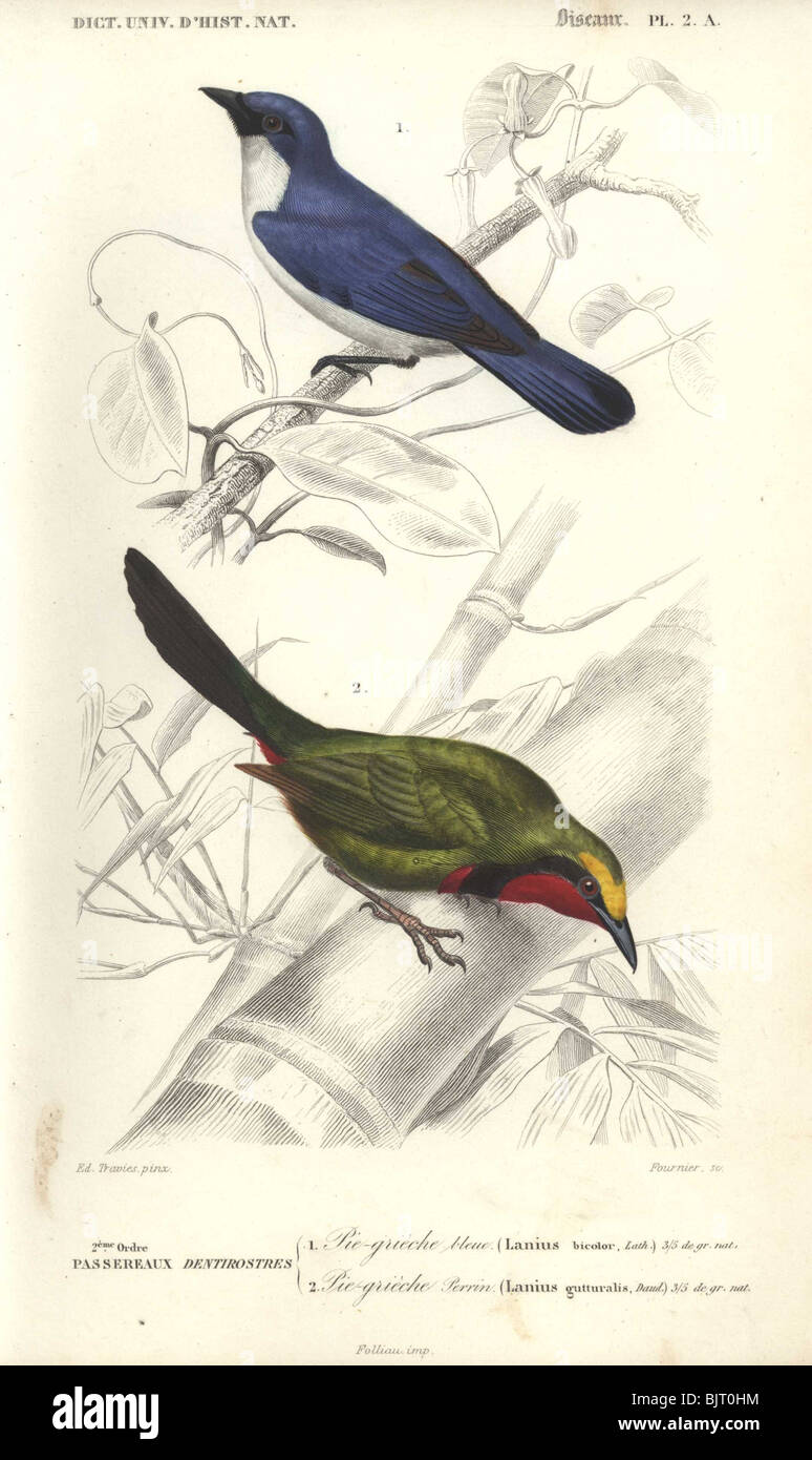 Lanius gutturalis -Fotos und -Bildmaterial in hoher Auflösung – Alamy