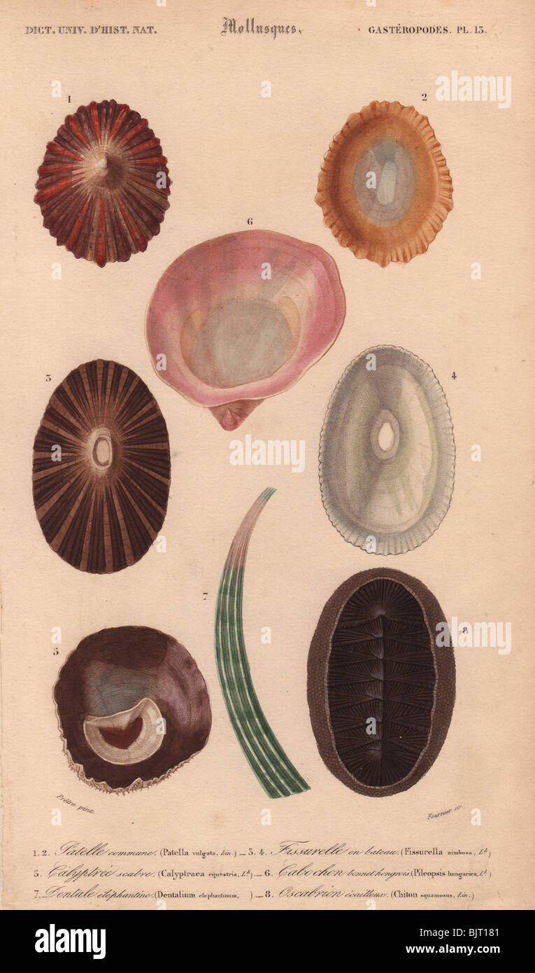 Vielzahl von bunten Napfschnecken und Käferschnecken: Patella ...