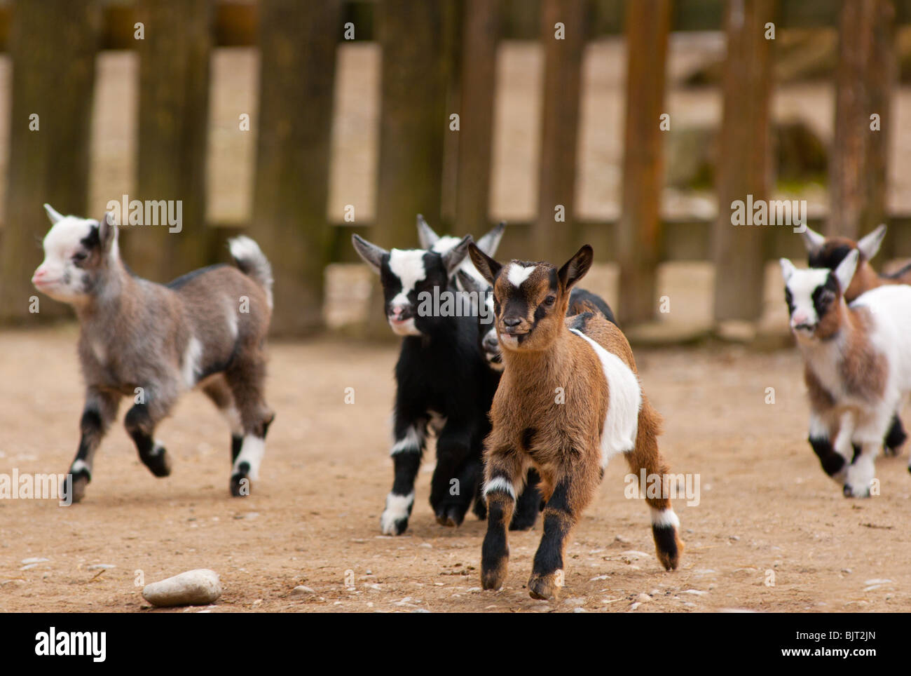 Cute Baby Goats Animals Stockfotos und -bilder Kaufen - Alamy