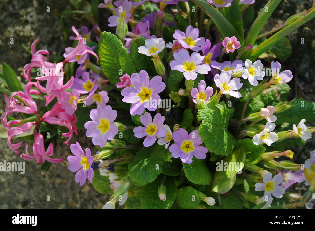 Frühlingsblumen: purple Primeln und rosa Hyazinthen im Garten ...