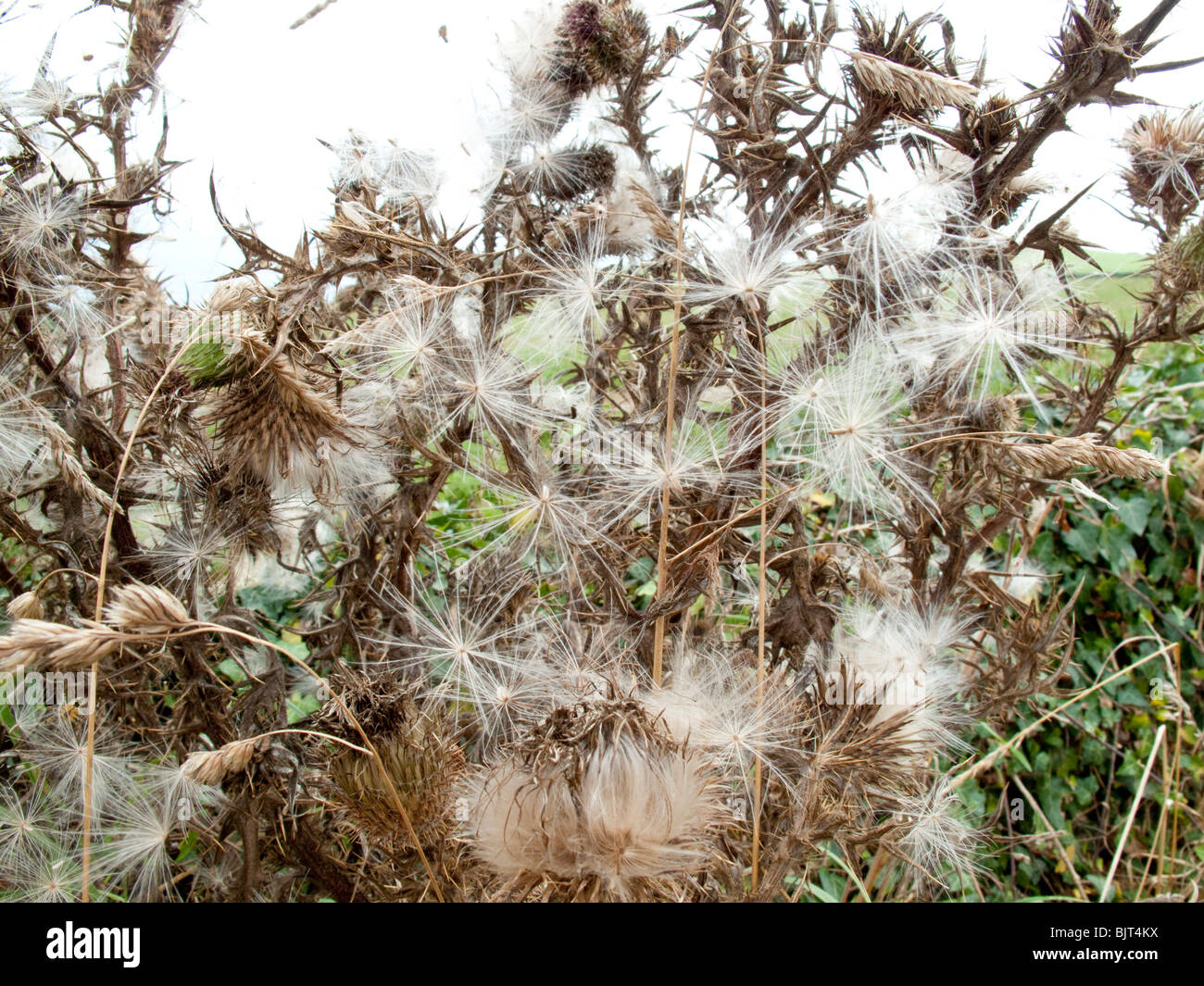 Distel seedheads -Fotos und -Bildmaterial in hoher Auflösung – Alamy