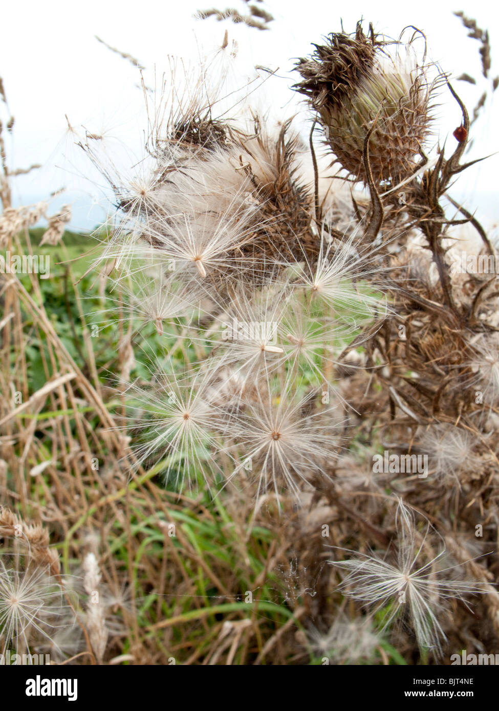Herbst samenkopf -Fotos und -Bildmaterial in hoher Auflösung – Alamy