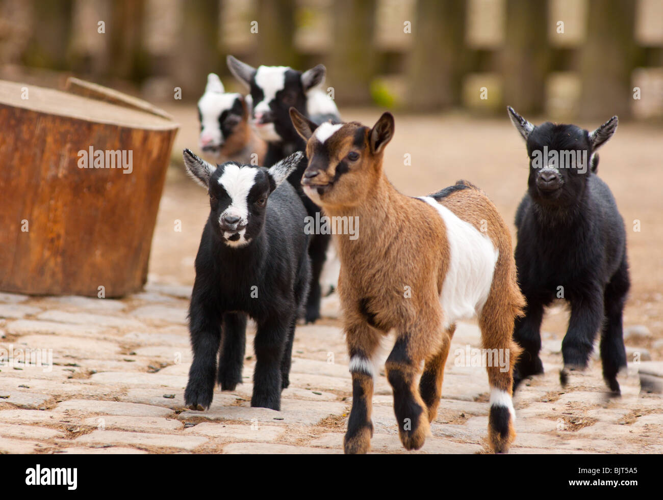 Cute Baby Goats Animals Stockfotos und -bilder Kaufen - Alamy