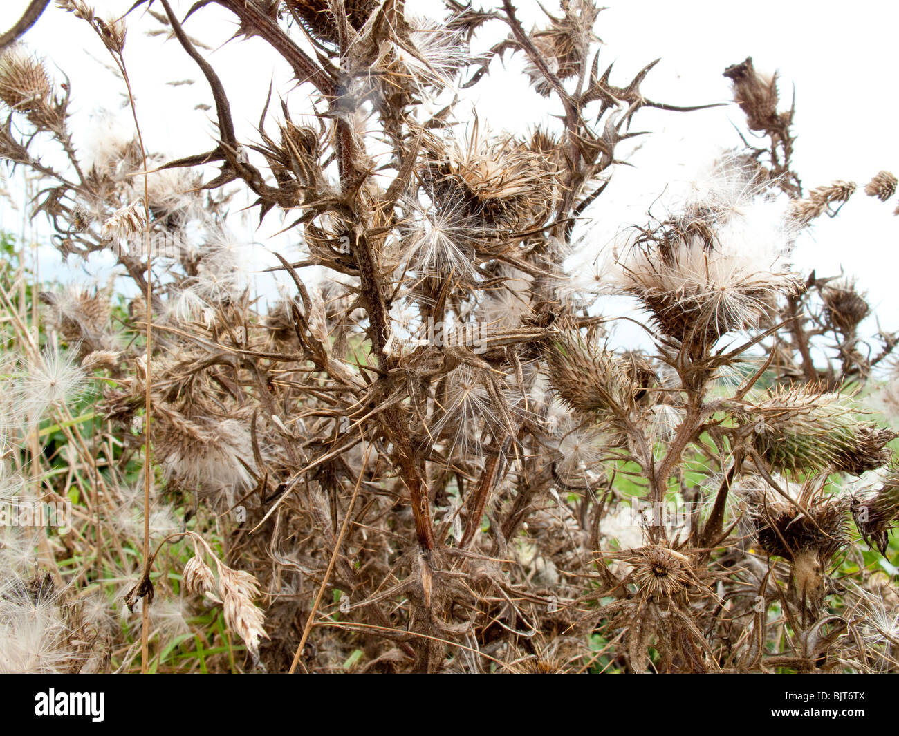 Herbst samenkopf -Fotos und -Bildmaterial in hoher Auflösung – Alamy