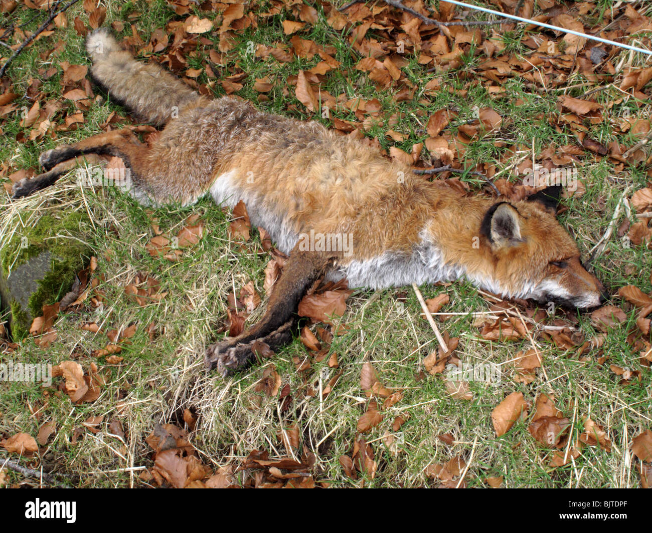 Tot im feld -Fotos und -Bildmaterial in hoher Auflösung – Alamy