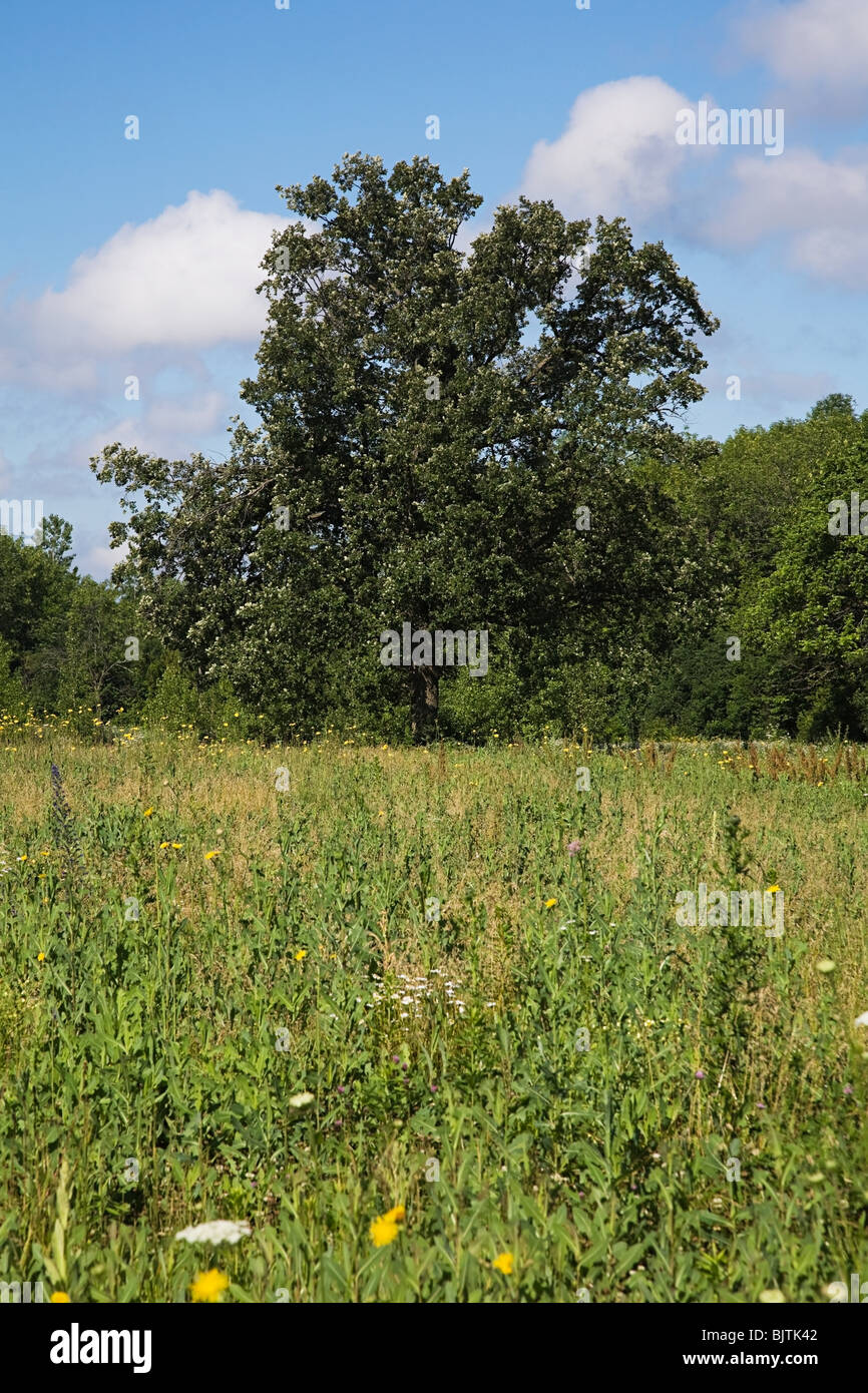 Sommer Typ Stockfotos und -bilder Kaufen - Alamy