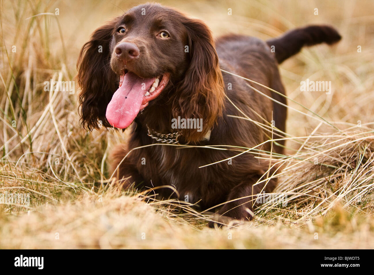 Working cocker spaniel -Fotos und -Bildmaterial in hoher Auflösung – Alamy