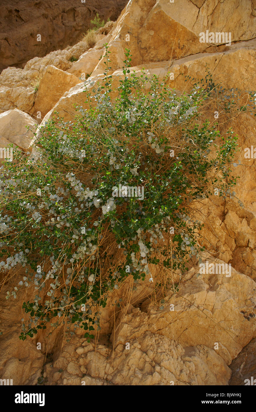 Niedriger aspekt -Fotos und -Bildmaterial in hoher Auflösung – Alamy