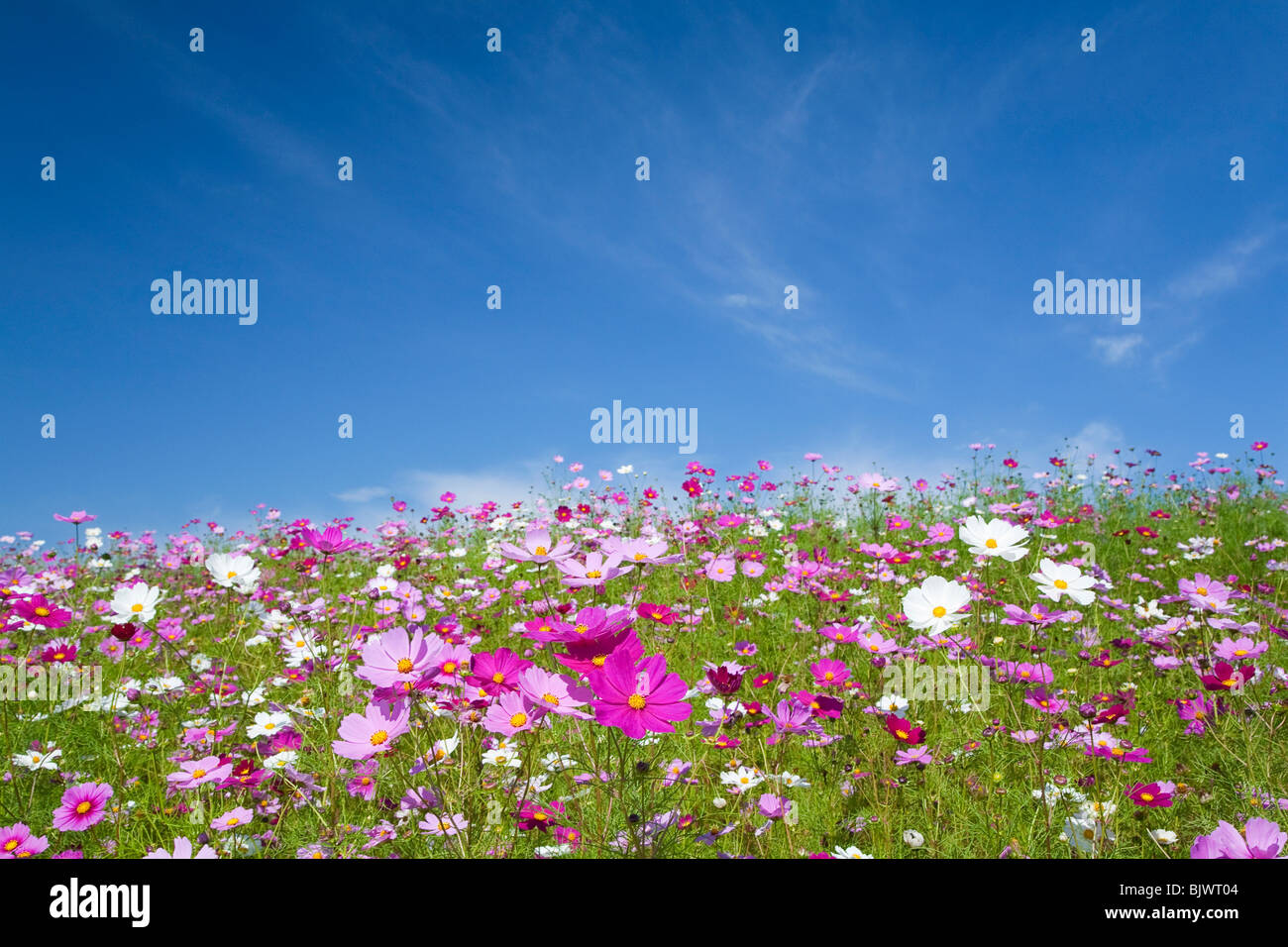 Kosmos blumen feld -Fotos und -Bildmaterial in hoher Auflösung – Alamy