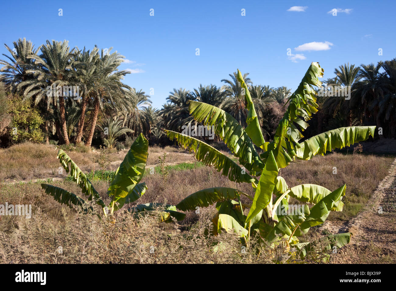 Farafra oasis -Fotos und -Bildmaterial in hoher Auflösung – Alamy