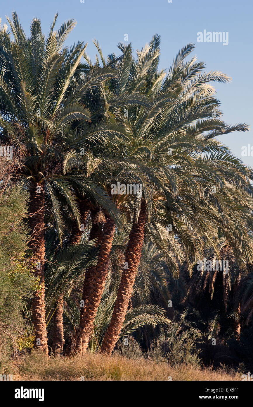 Oases of egypt -Fotos und -Bildmaterial in hoher Auflösung – Alamy
