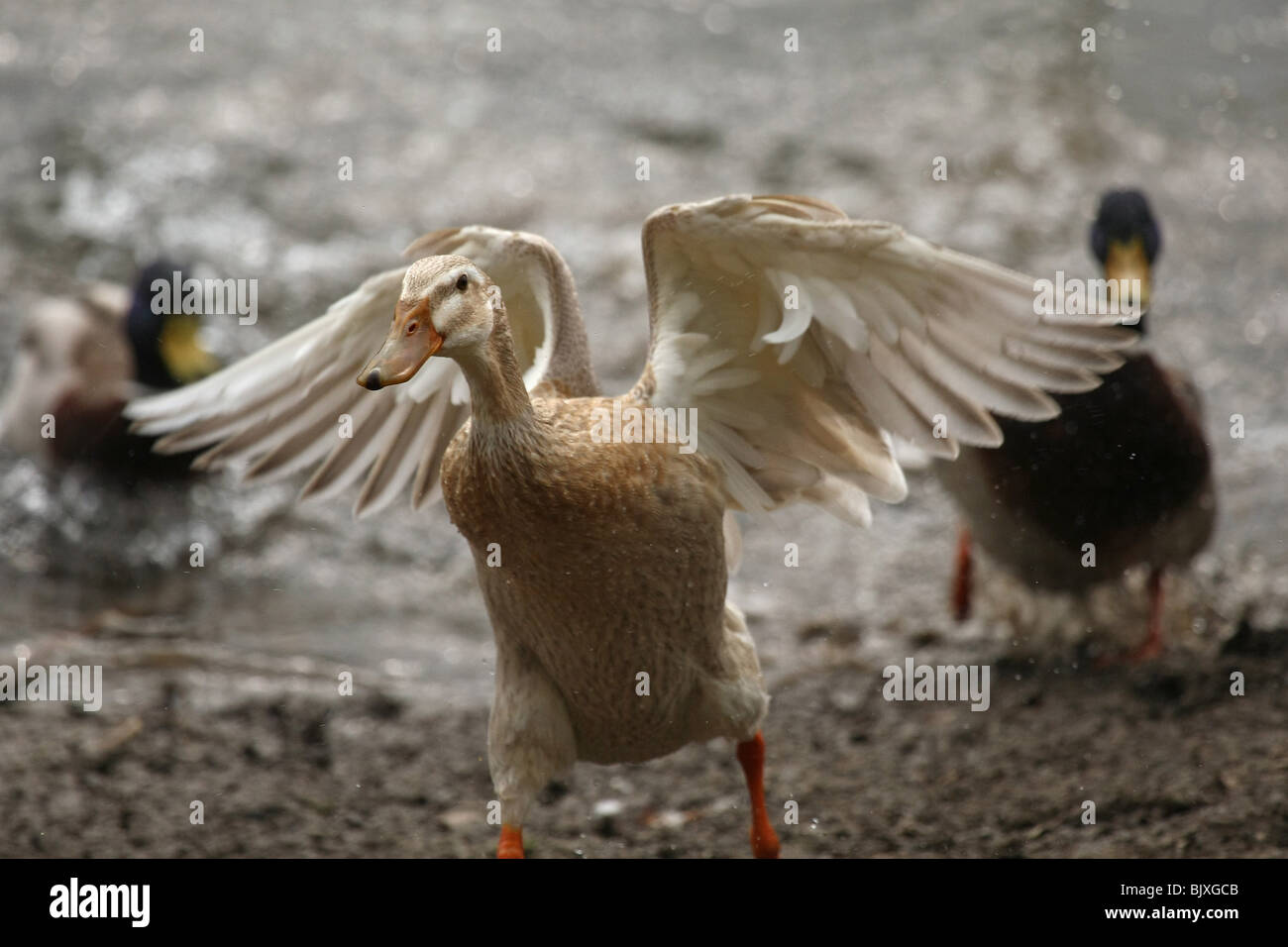 Three indian runner ducks -Fotos und -Bildmaterial in hoher Auflösung ...