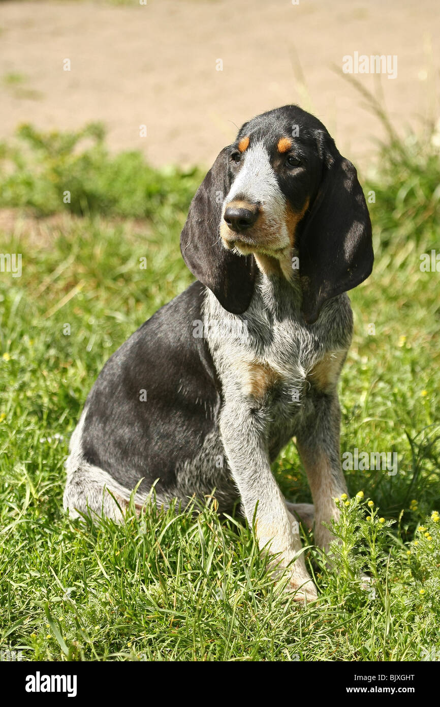 Griffon Bleu De Gascogne Stockfotos und -bilder Kaufen - Alamy