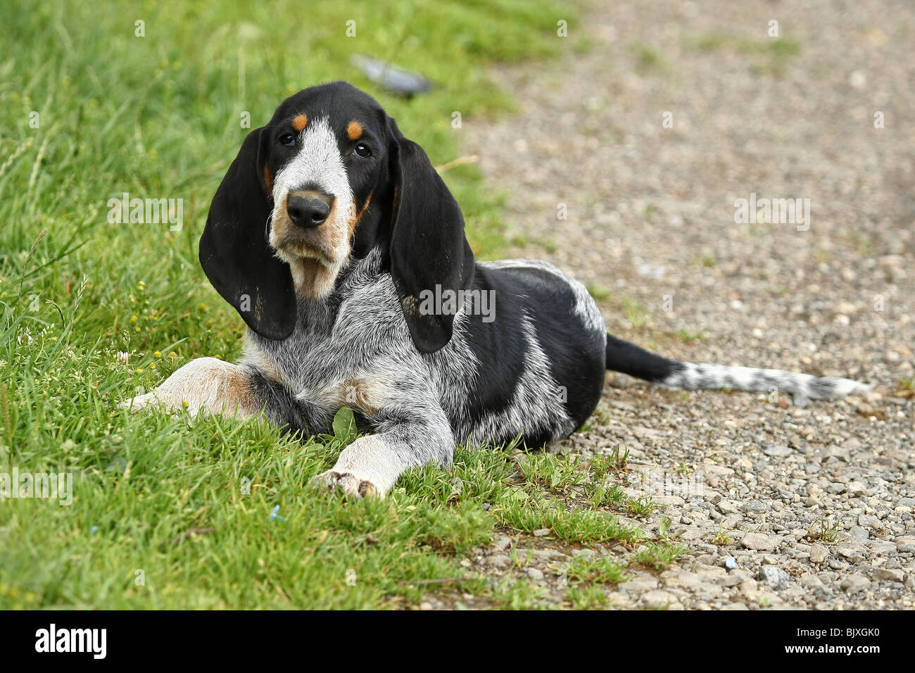 Griffon bleu de gascogne -Fotos und -Bildmaterial in hoher Auflösung ...
