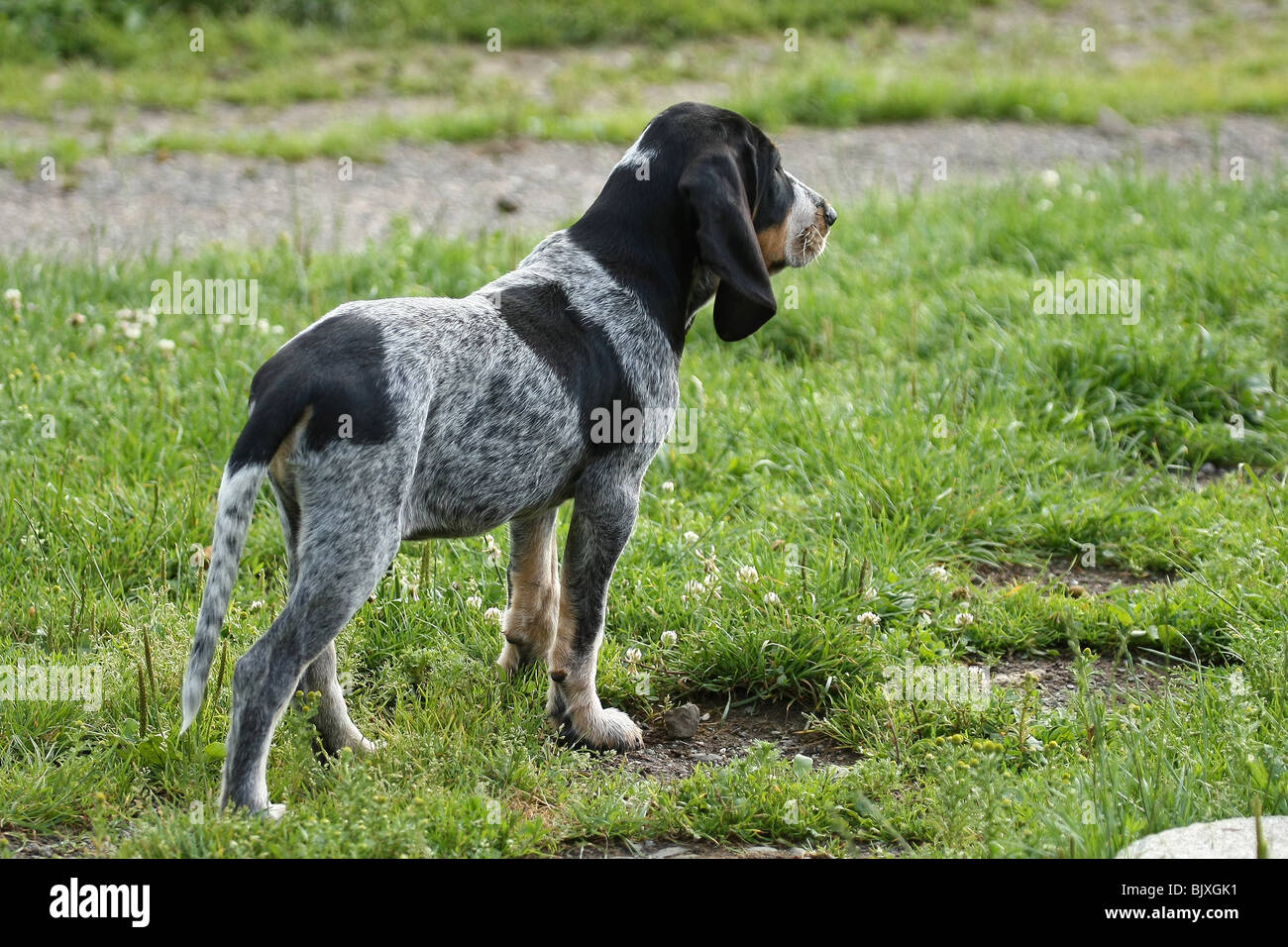 Griffon bleu de gascogne -Fotos und -Bildmaterial in hoher Auflösung ...