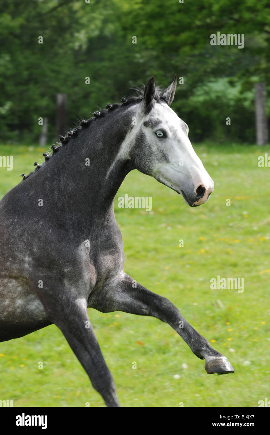 Holsteiner Pferd im Galopp Stockfotografie - Alamy