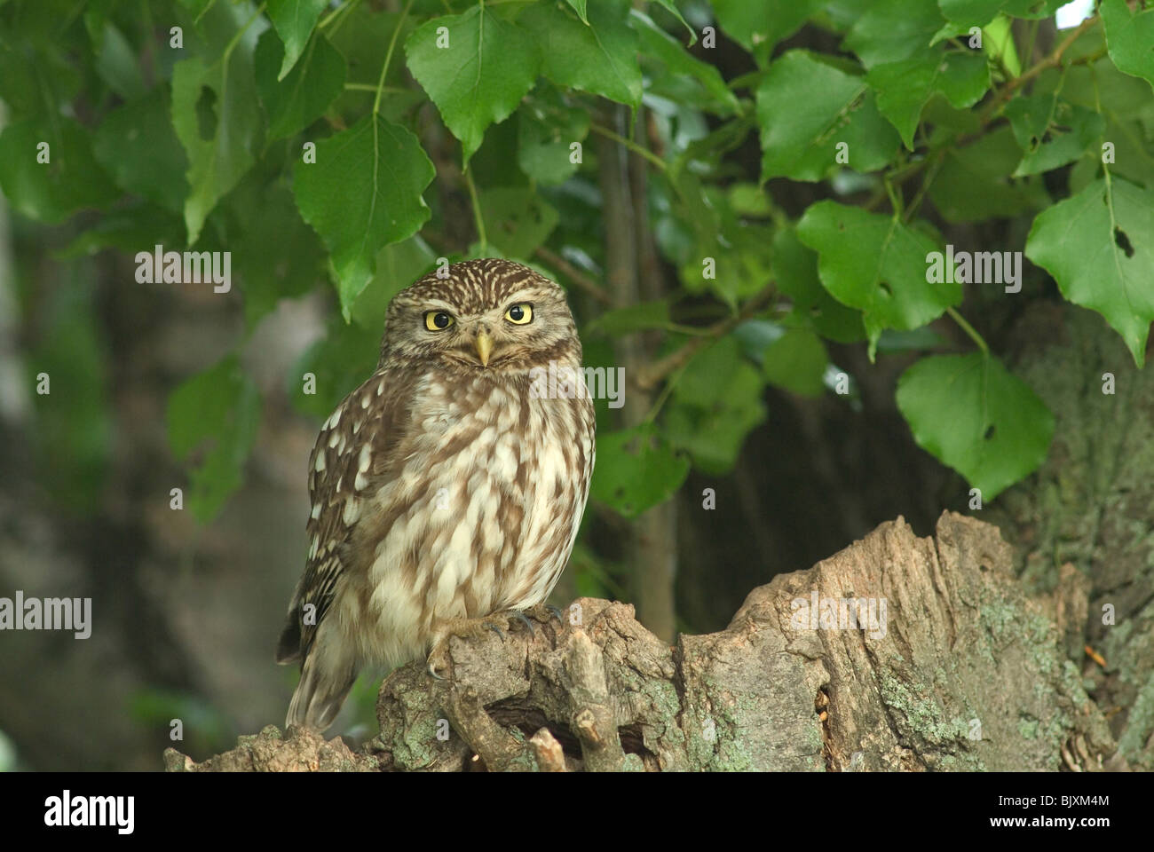 Die eule der minerva -Fotos und -Bildmaterial in hoher Auflösung – Alamy