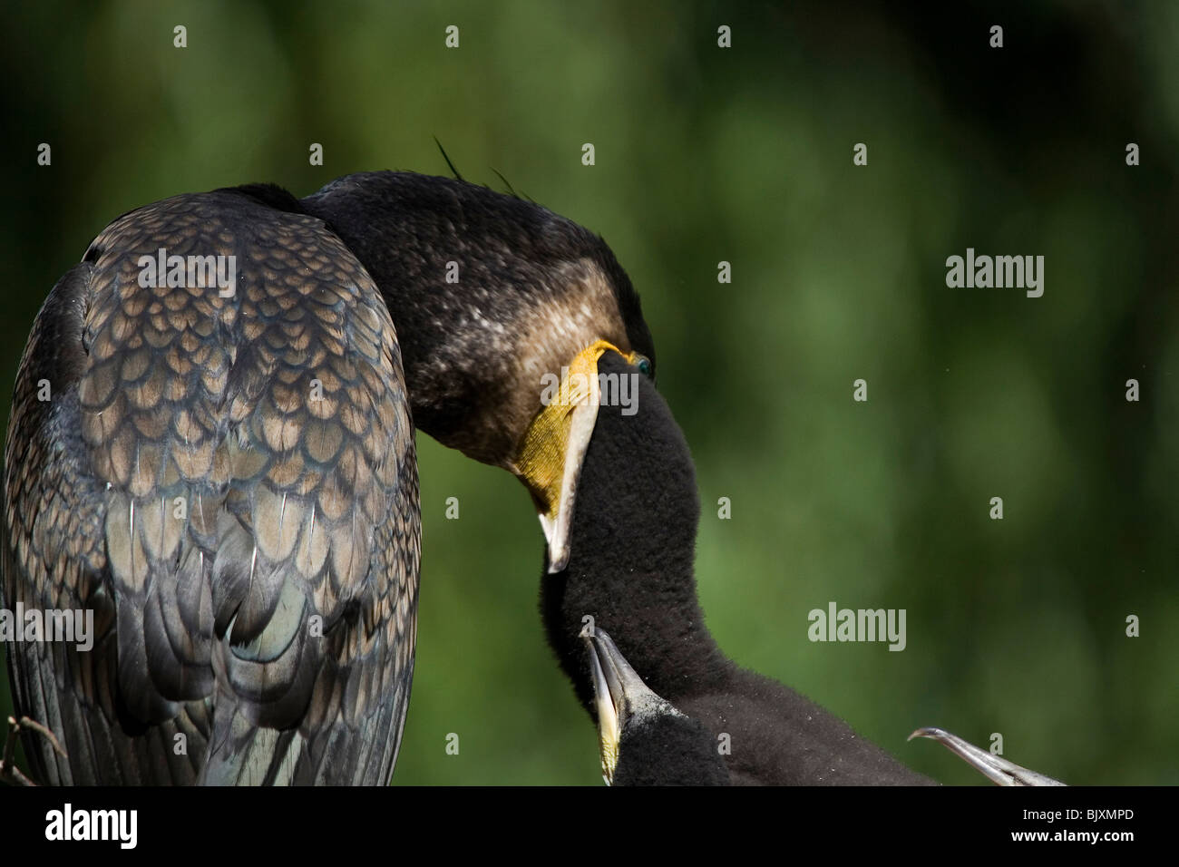 Große schwarze kormorane -Fotos und -Bildmaterial in hoher Auflösung ...