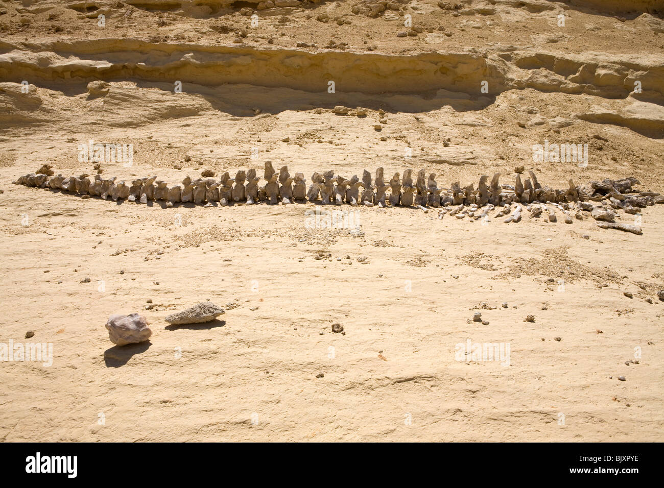 Versteinerte Knochen von alten Wale im Tal der Wale, Wadi El-Hitan ...
