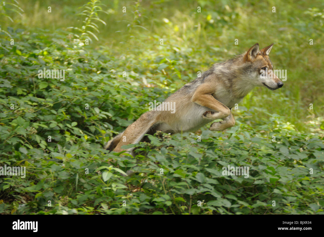 Jumping wolf -Fotos und -Bildmaterial in hoher Auflösung – Alamy