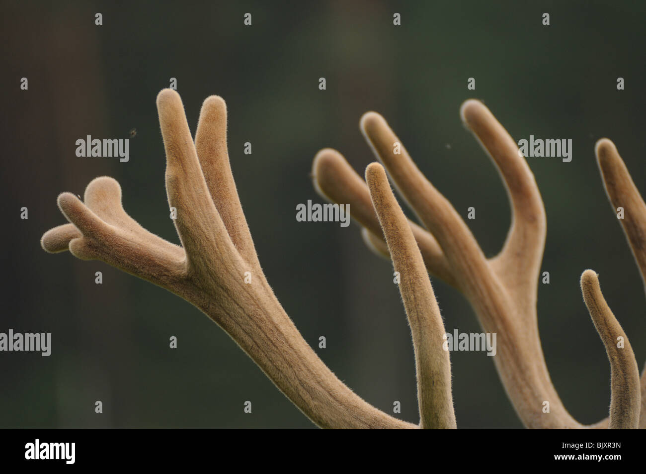 Bast antlers -Fotos und -Bildmaterial in hoher Auflösung – Alamy