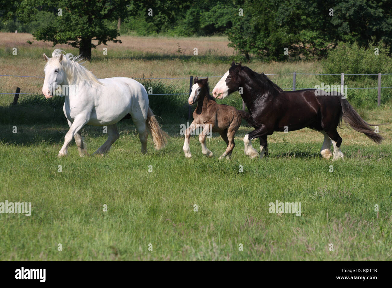 Galloping shire horse -Fotos und -Bildmaterial in hoher Auflösung – Alamy