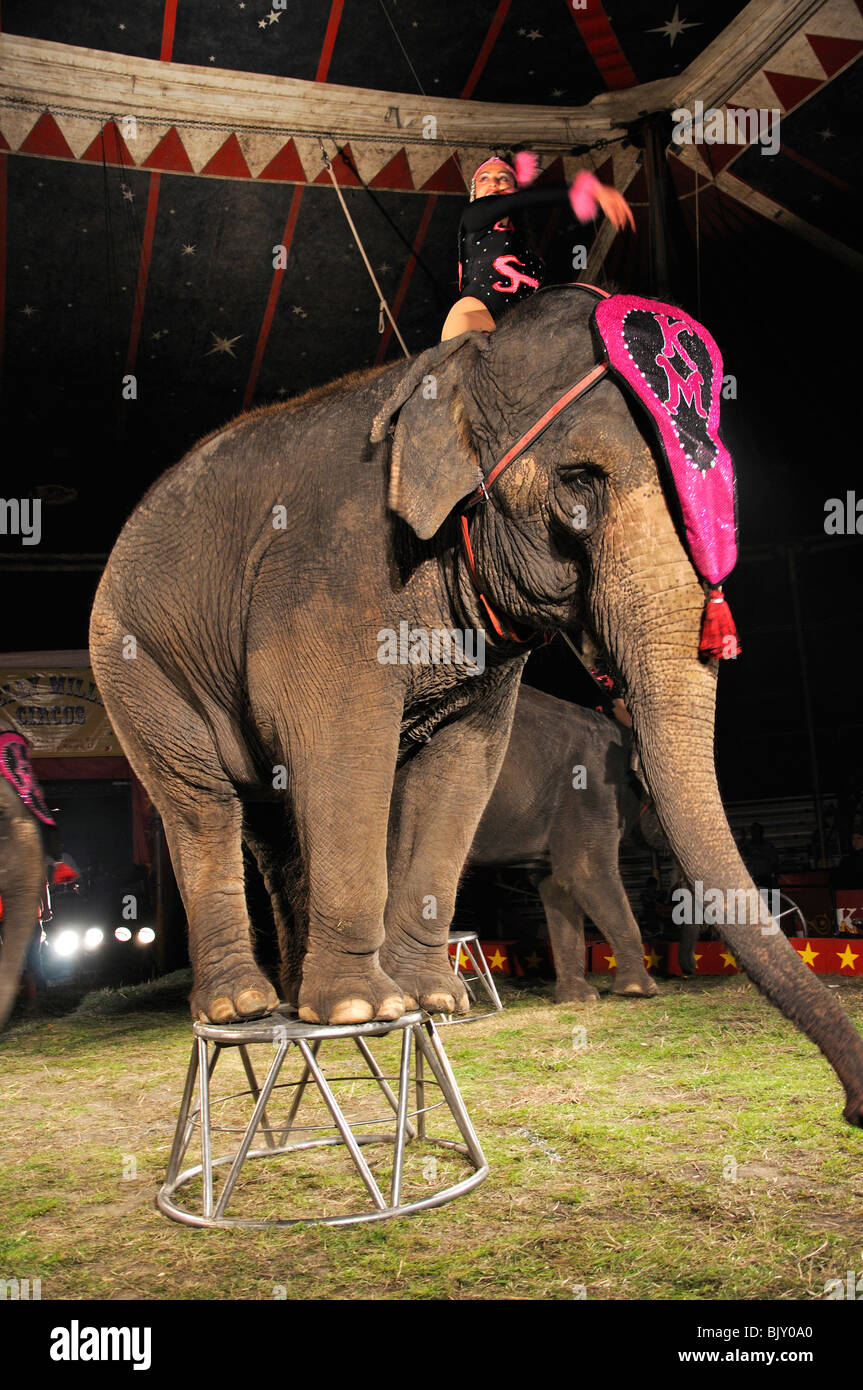 Zirkuszelt mit tier -Fotos und -Bildmaterial in hoher Auflösung – Alamy