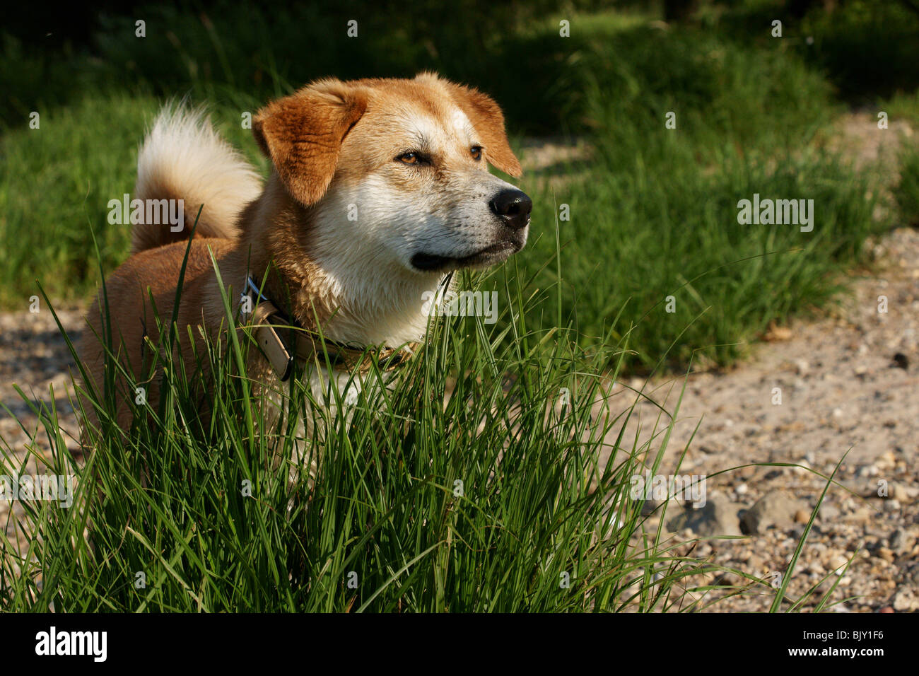 Akita inu collie -Fotos und -Bildmaterial in hoher Auflösung – Alamy