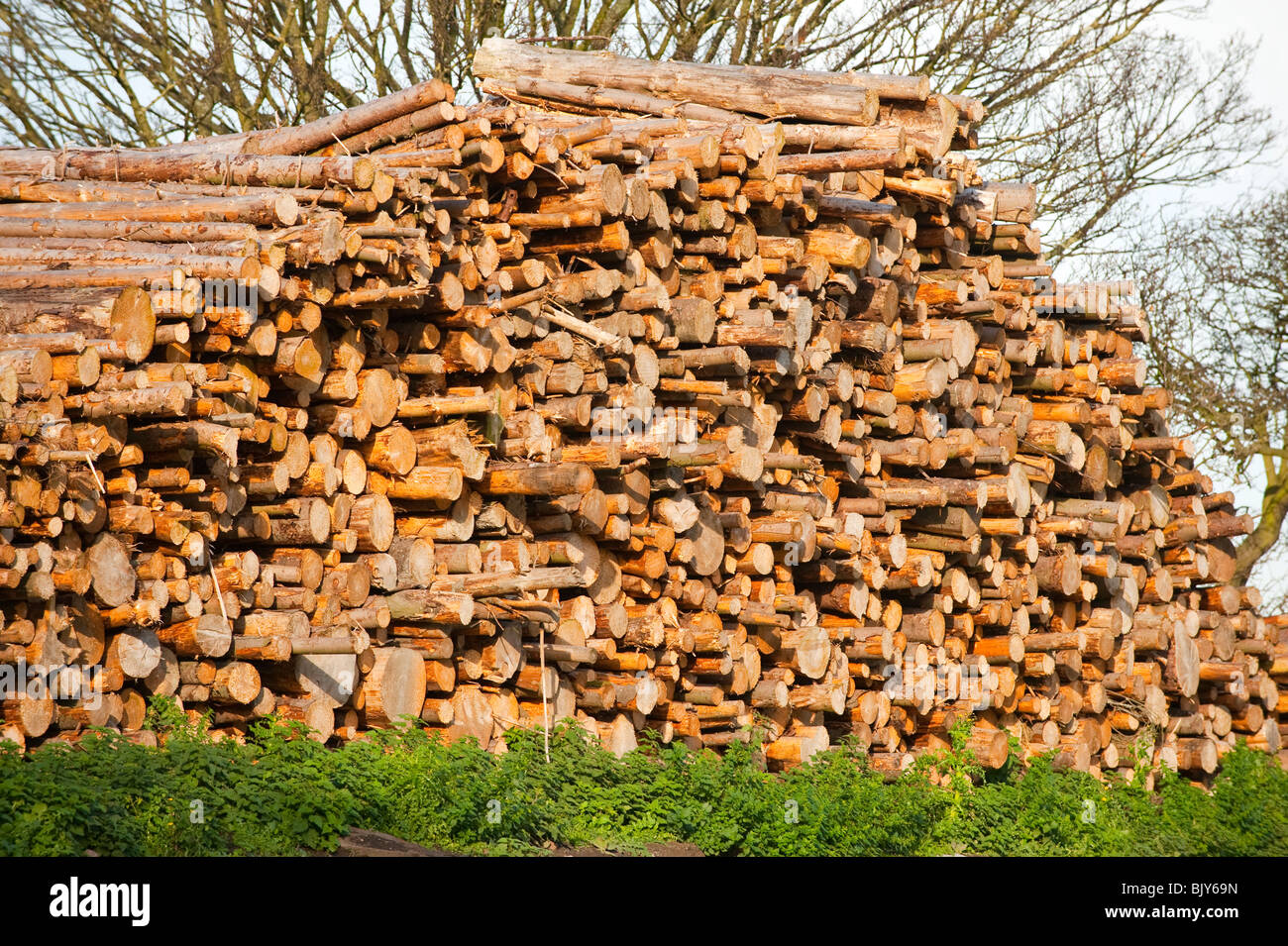 Baumstämme aufgestapelt -Fotos und -Bildmaterial in hoher Auflösung – Alamy