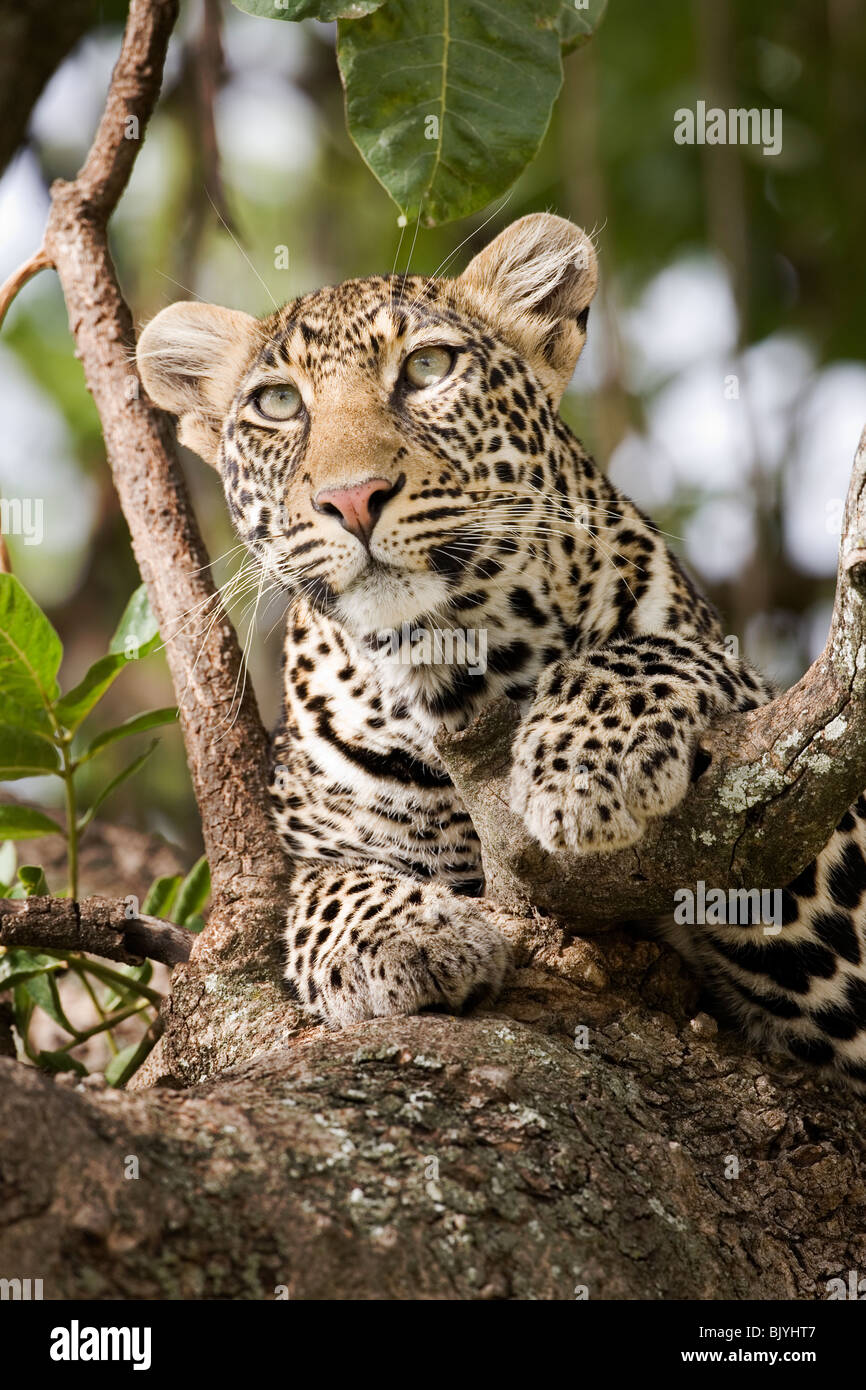 Leopard In Tree Stockfotos & Leopard In Tree Bilder - Alamy