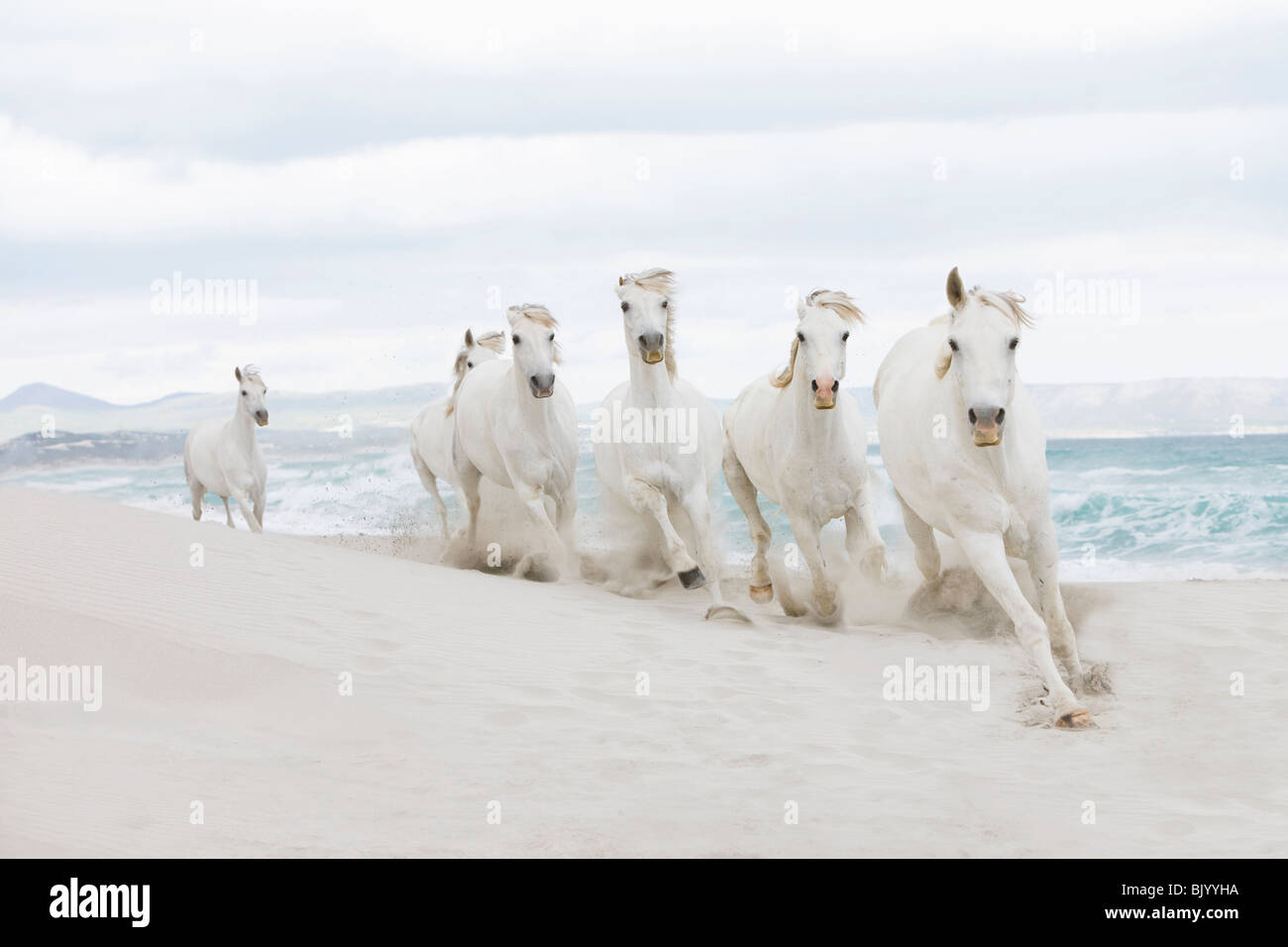 Drei Pferde Am Strand Stockfotos und -bilder Kaufen - Alamy