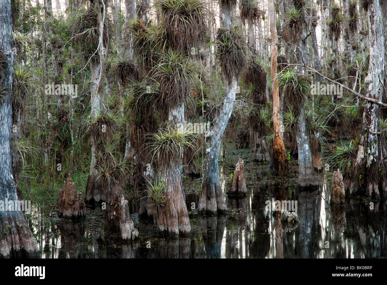 Swamp Cypress Stockfotos und -bilder Kaufen - Alamy