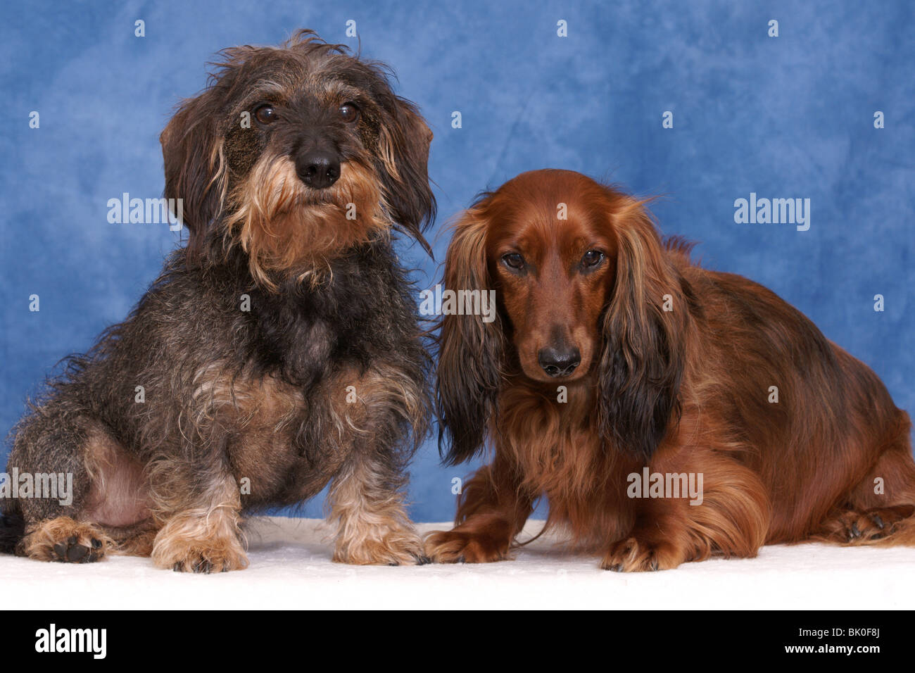 Langhaar teckel -Fotos und -Bildmaterial in hoher Auflösung – Alamy