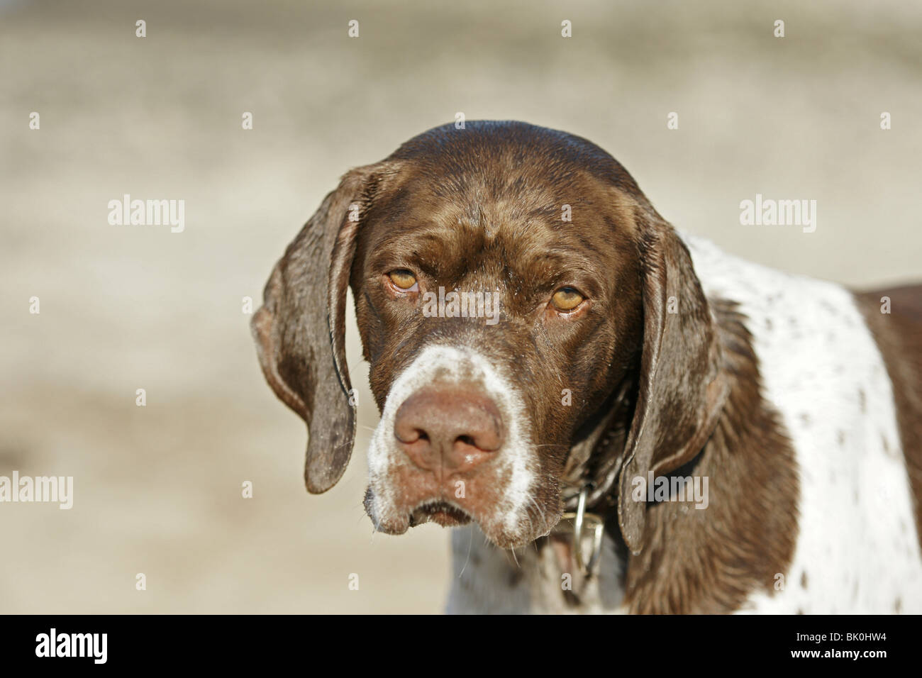 Braque Francais Portrait Stockfotografie - Alamy