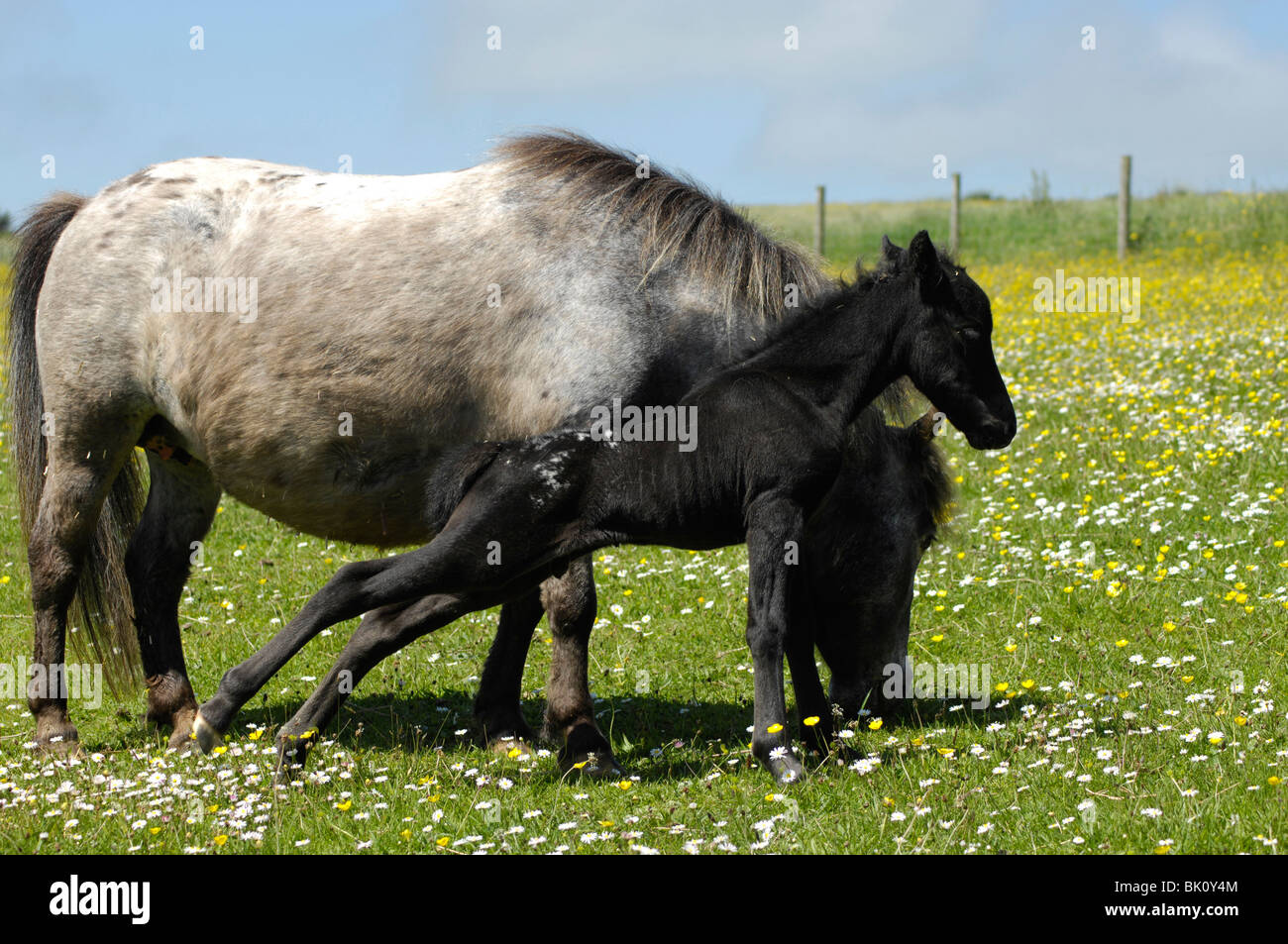Falabella ponys -Fotos und -Bildmaterial in hoher Auflösung – Alamy