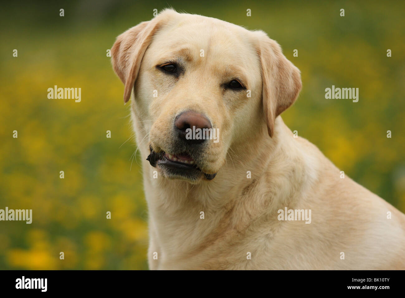 Blonde Labrador Retriever Stockfotografie - Alamy