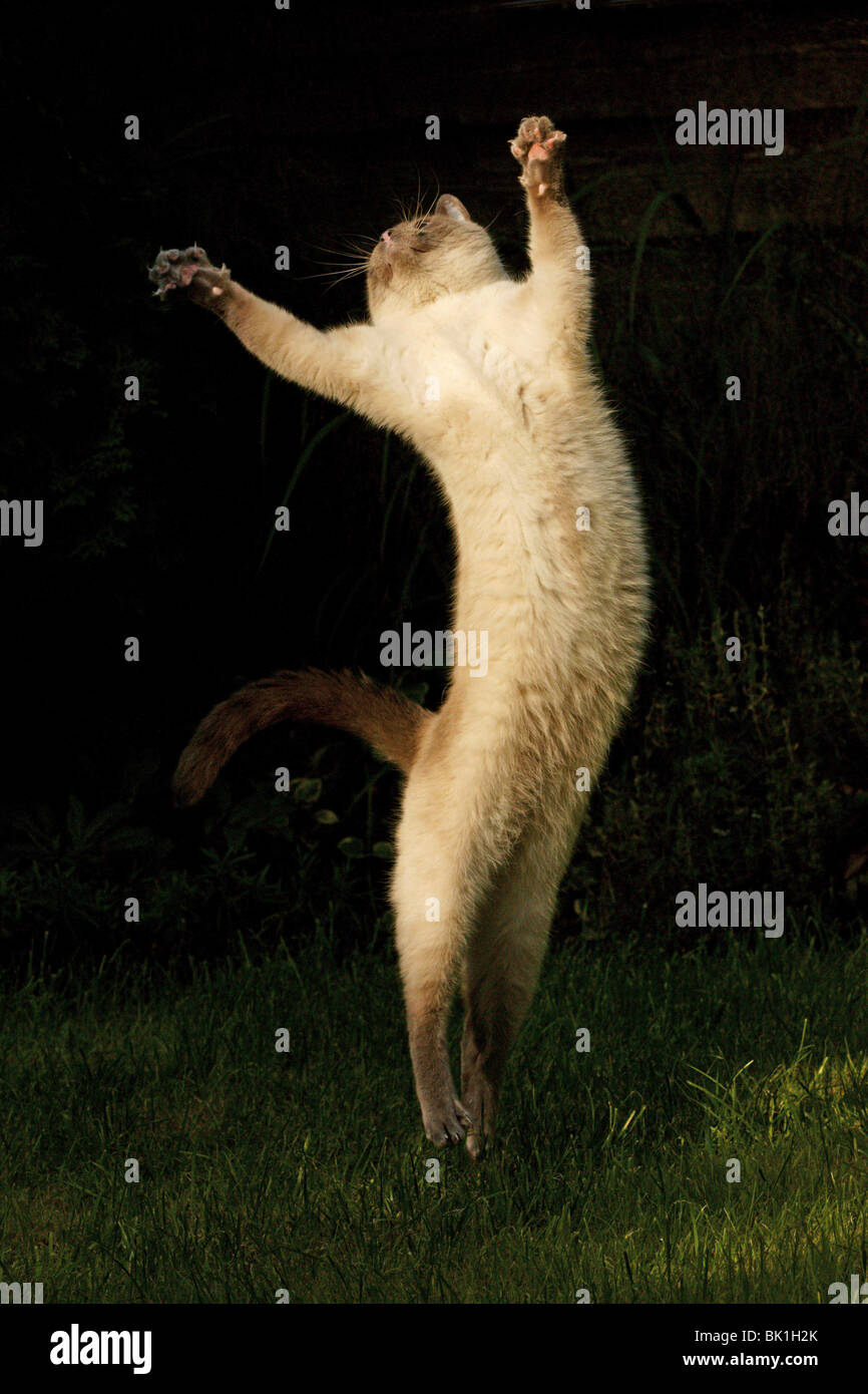 Cat jumping -Fotos und -Bildmaterial in hoher Auflösung – Alamy